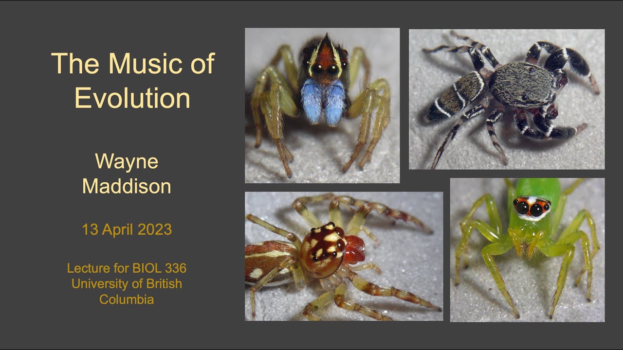 The Music of Evolution (Wayne Maddison 13-04-2023) - YouTube
