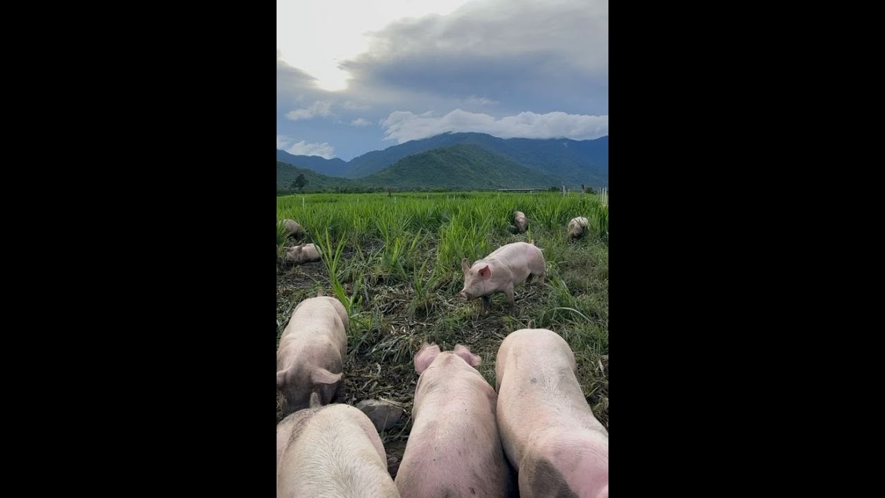 Eatame - ជ្រូកមហាសំណាង Stressed Free Environment - YouTube
