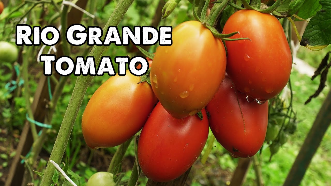 Rio Grande Tomato - YouTube