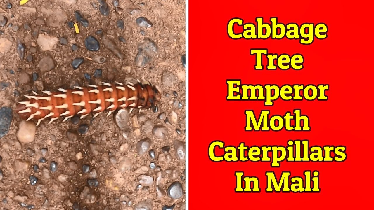 Cabbage Tree Emperor Moth Caterpillars in Mali - YouTube