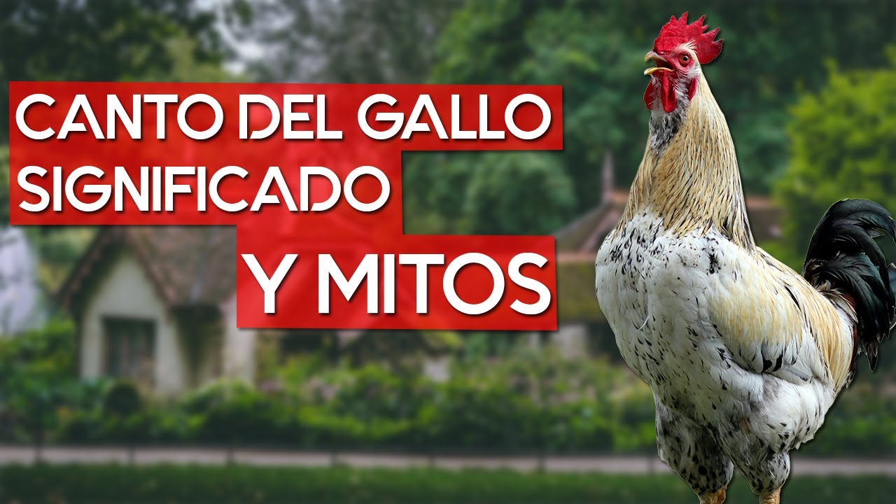 Canto Del Gallo Significado Supersticiones Y Mitos YouTube canto-del-gallo-significado-supersticiones-y-mitos-youtube