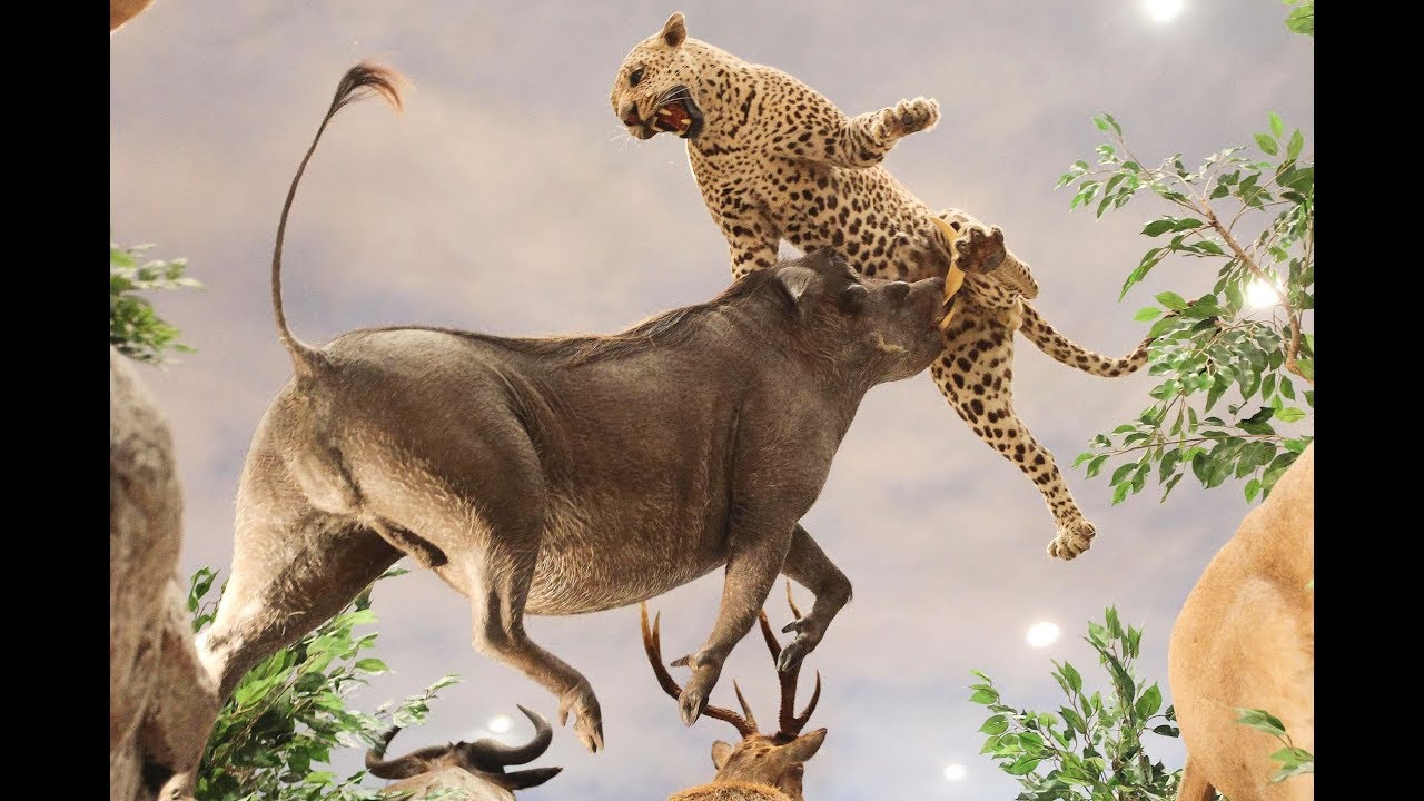 Leopard vs Boar - Bloody And Deadly Hunt Of Leopards The Wild Boar ...