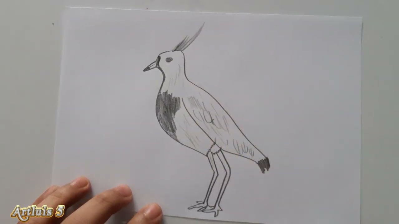 Cómo dibujar un AVE |How to draw a BIRD | HD - YouTube