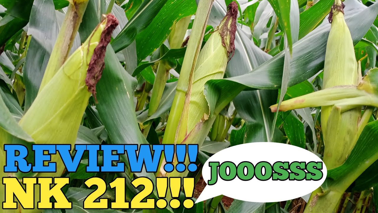 JAGUNG NK 212 UMUR 70 HST!!!BERTONGKOL BESAR DAN BATANG KOKOH!!! - YouTube