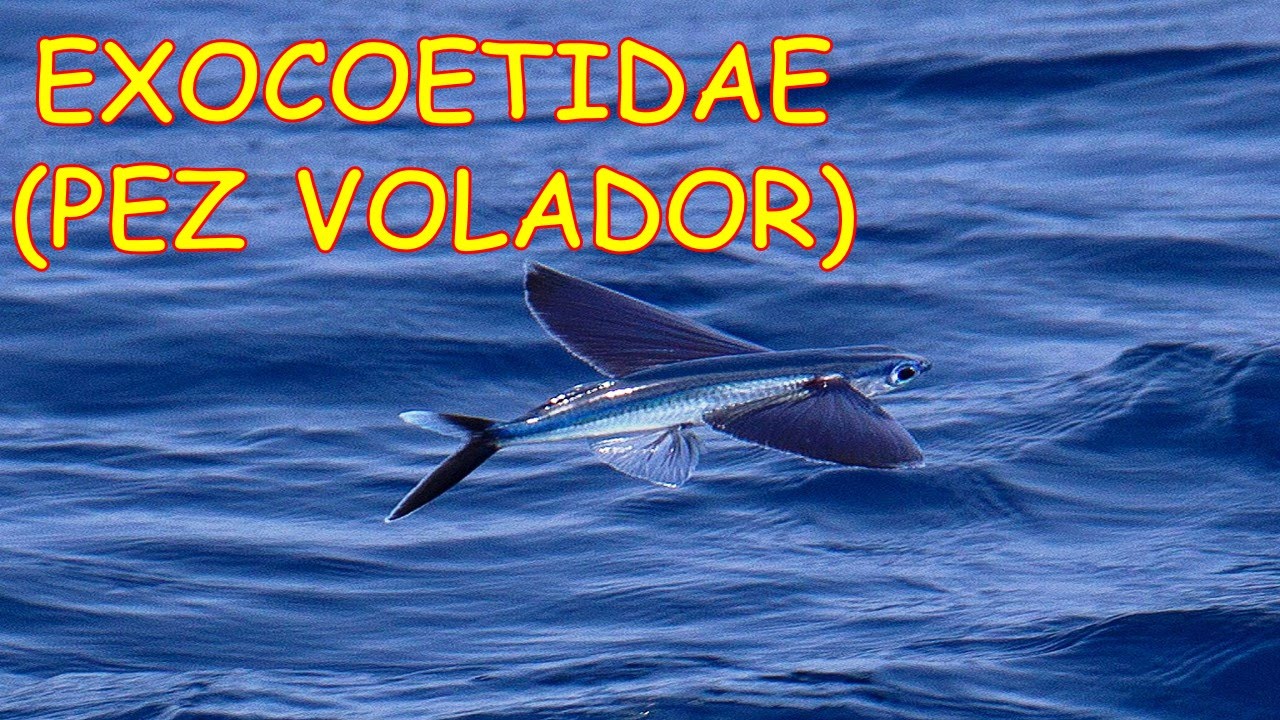 EL PEZ VOLADOR Y SUS CURIOSIDADES - YouTube