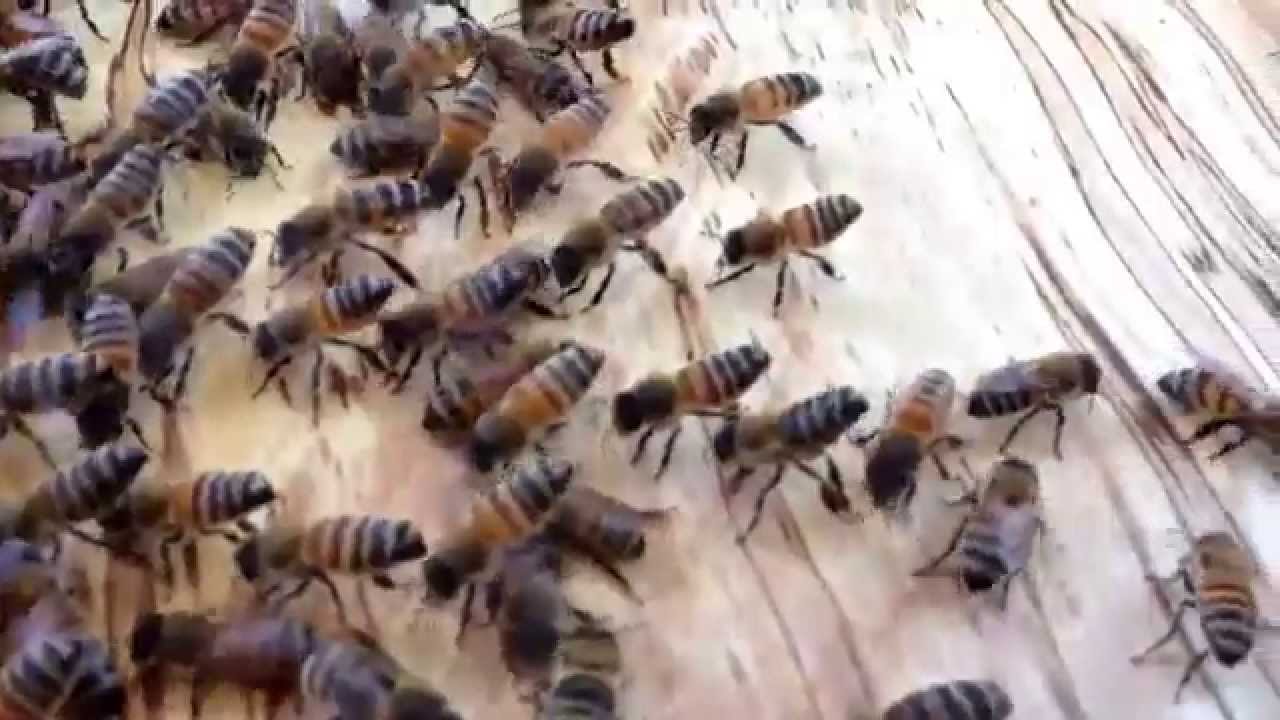 Honey bees fanning on inner cover - YouTube