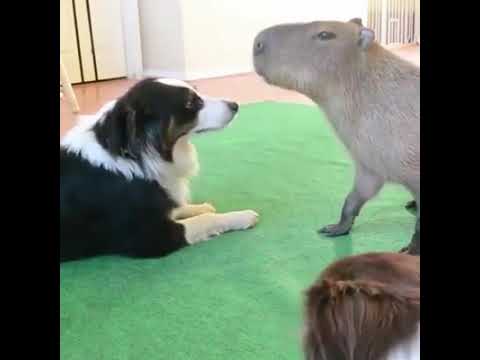 Dog vs Capybara - YouTube