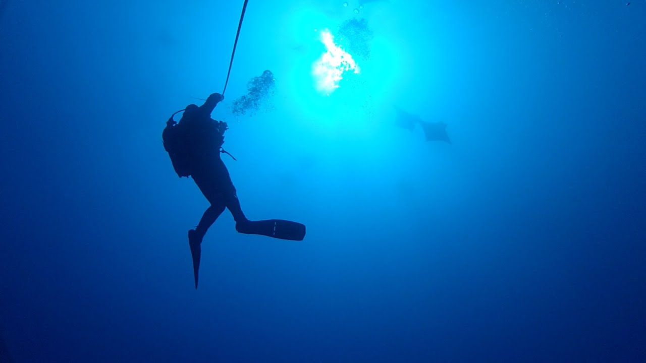 Mantas on princess alice bank - YouTube