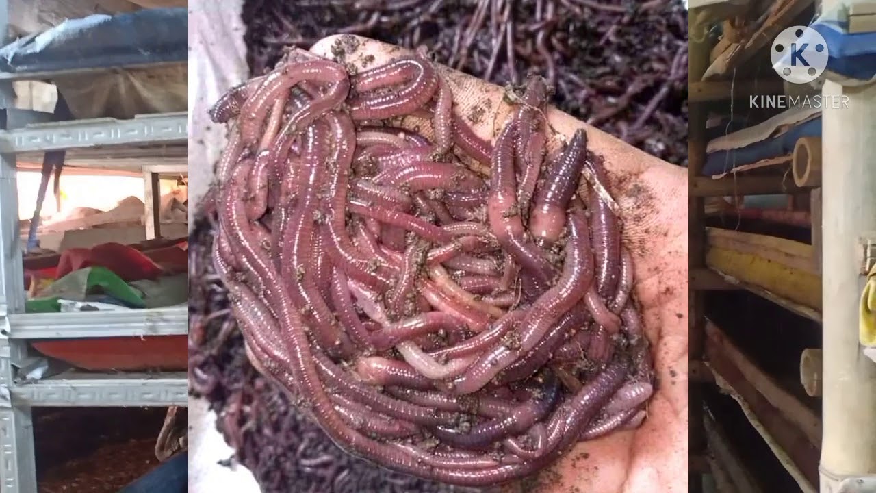 model rak untuk peternakan cacing dan manfaat kascing untuk tanaman ...