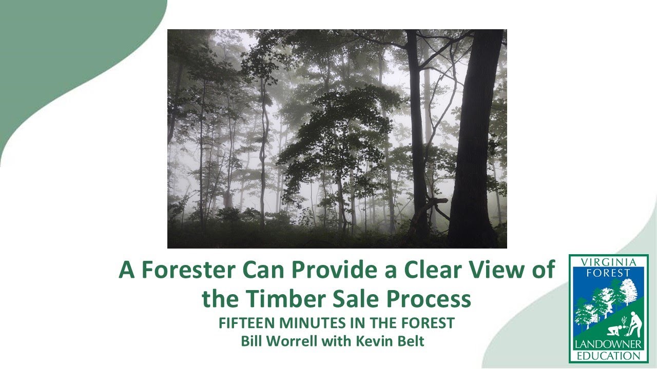Fifteen Minutes in the Forest: A Forester Can Provide a Clear View of ...