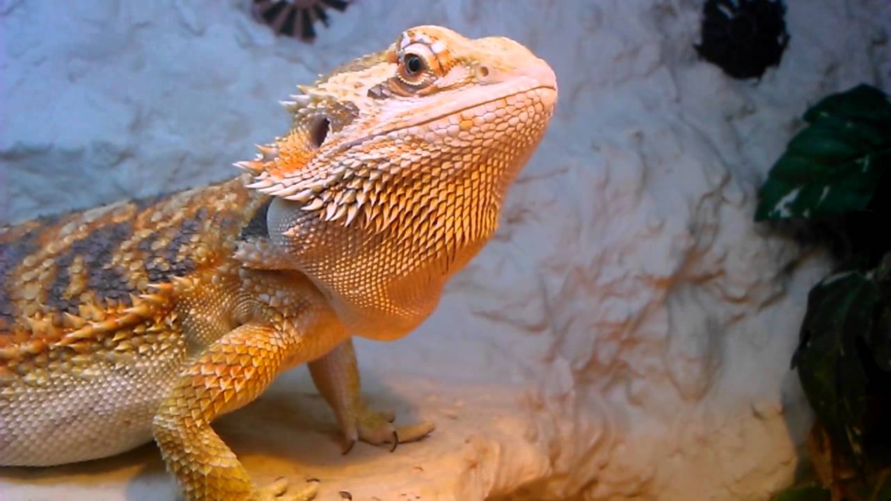 Agama Brodata Agama Brodata | The Image Has Been Originally Created As