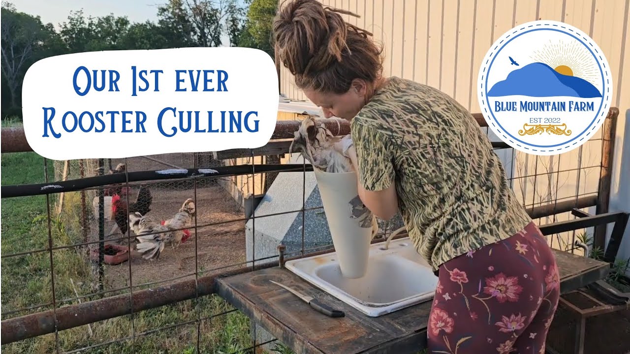 Our First Rooster Culling - YouTube