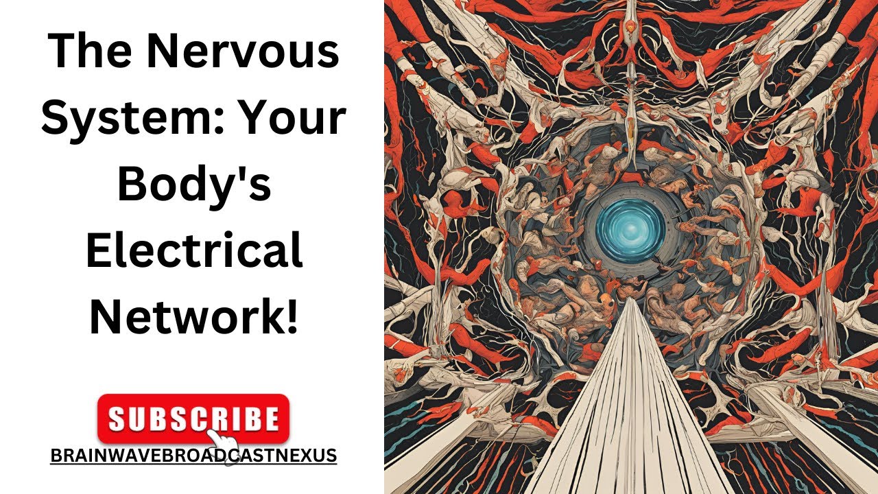 The Nervous System: Your Body's Electrical Network! - YouTube