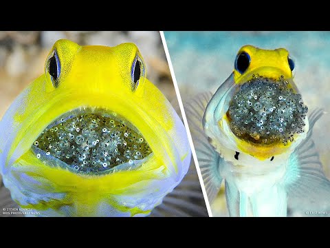 Most Incredible Ways Animals Give Birth