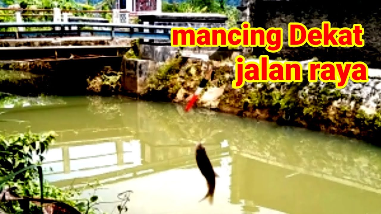 MANCING DI BAWAH JEMBATAN MANCING WADER - YouTube