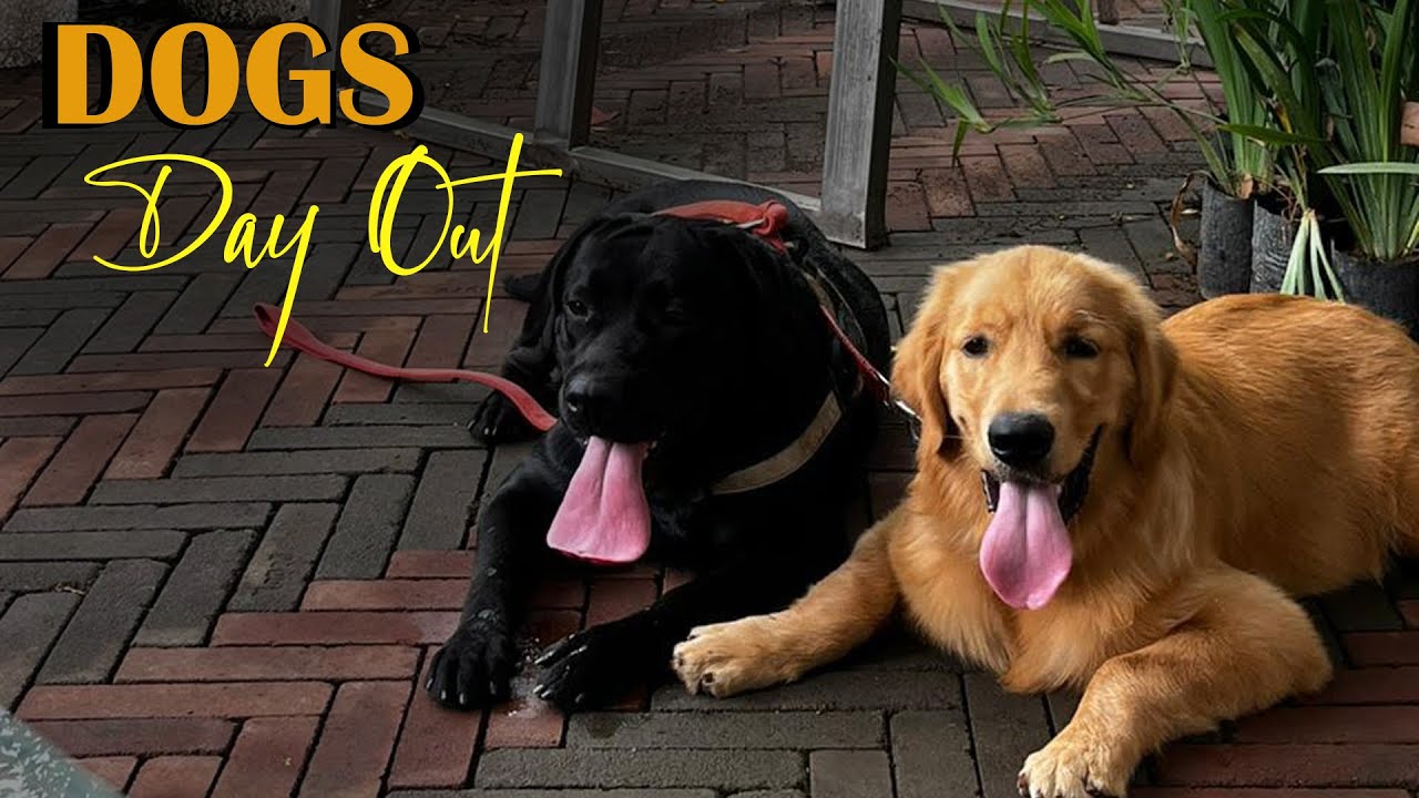 The dogs day out | Escape to Nature with Our Pets | Unfilteredd - YouTube