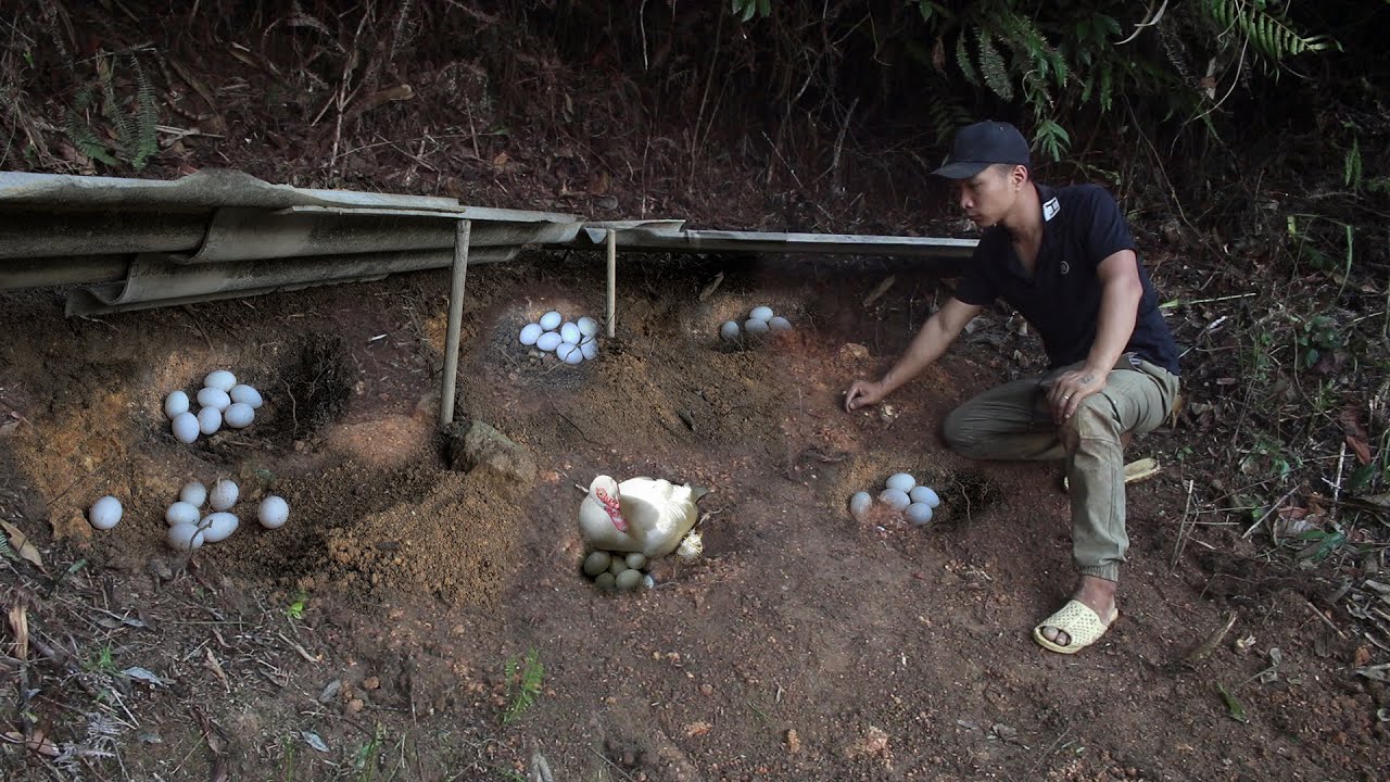 Digging holes to make nests for ducks to lay eggs in earth caves - Farm ...