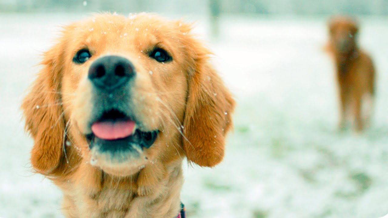 Dogs playing in Snow for the first Time #60 - YouTube