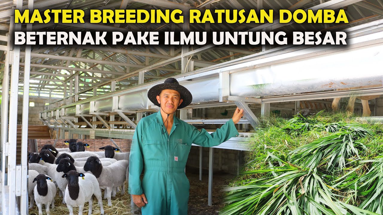 MASTER BREEDING RATUSAN DOMBA,BETERNAK PAKE ILMU - YouTube