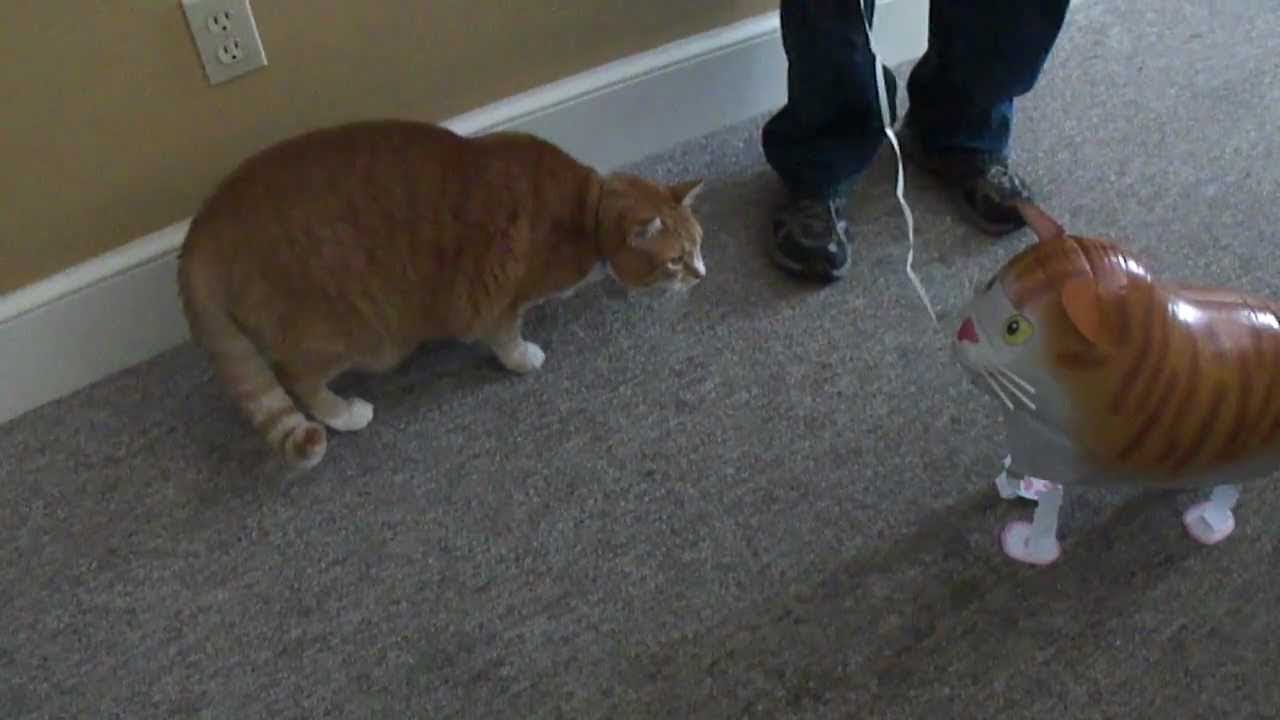 Cat Reaction to Playing Balloon Funny Cat Balloon Reaction Compilation #2 - YouTube
