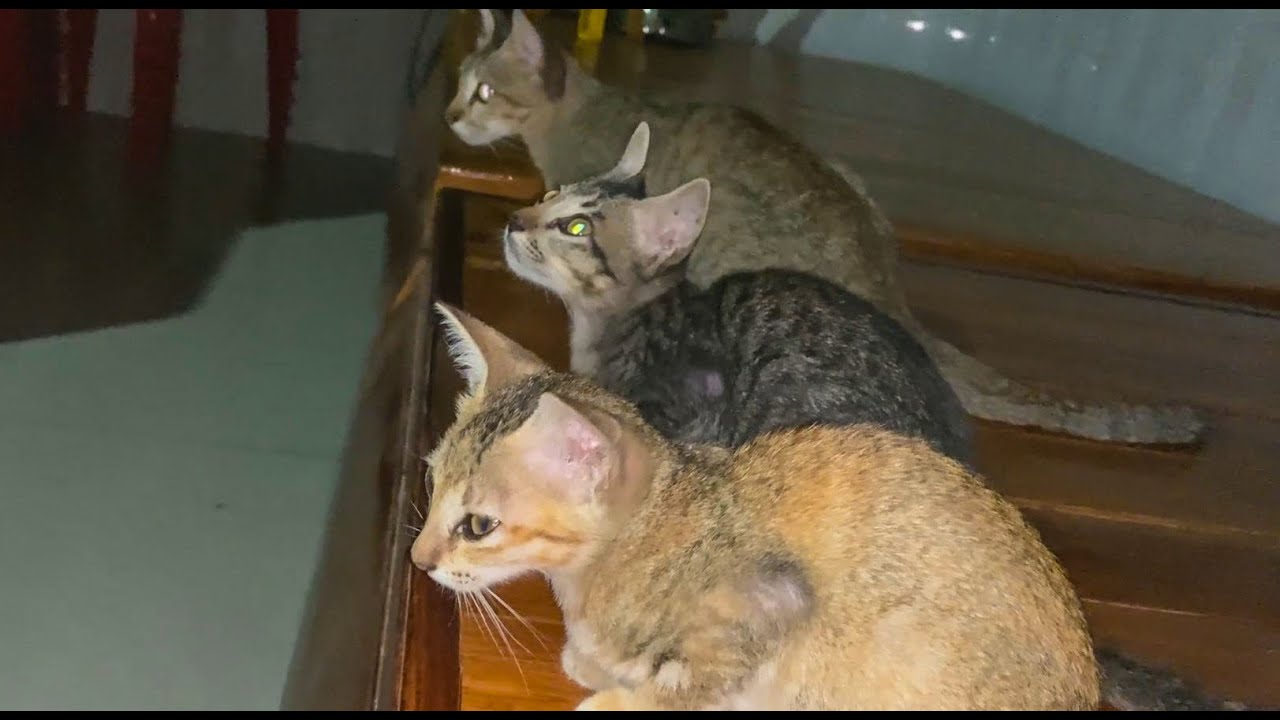 Popo Cat Family Sad Night - YouTube