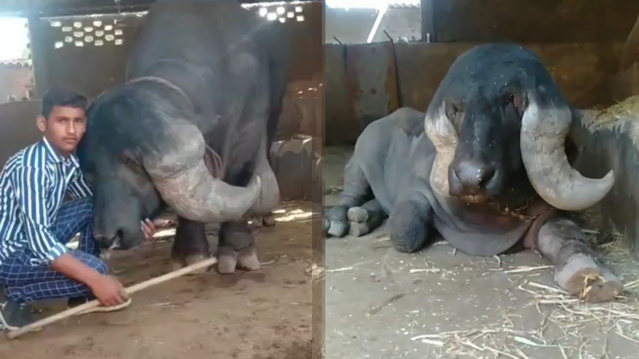Best JAFARABADI PROGENY ...jafrabadi bull video - YouTube