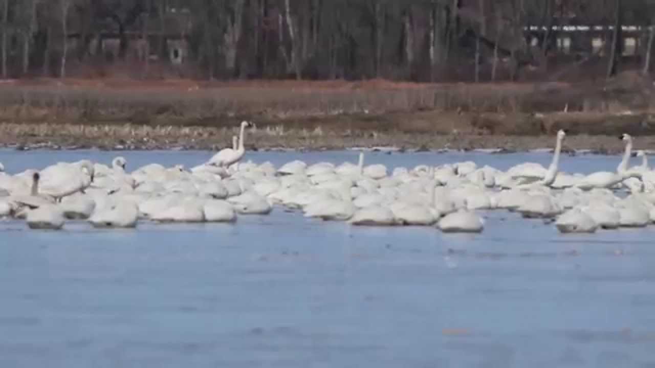 Tundra Swans Spring Migration Staging at Lambton Shores - 2015 - YouTube
