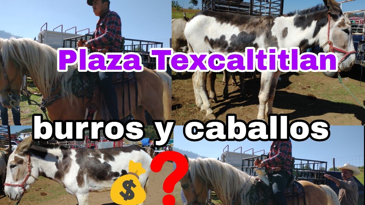 Plaza Ganadera Texcaltitlan Edo Mexico / caballos - YouTube