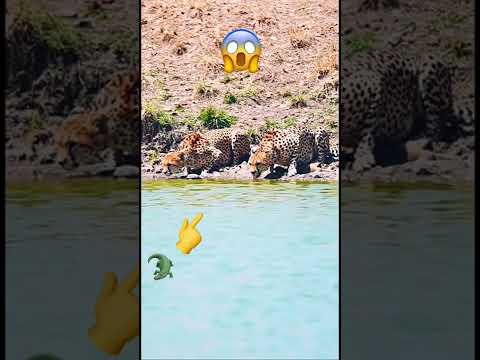 Cheetahs are Filmed - Credits: Unknown 🎥