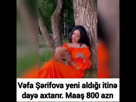 Vefa Şerifova itine daye axtarır )