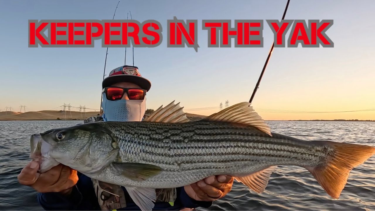KEEPERS AT ONEILL FOREBAY STRIPED BASS KAYAK FISHING NOVEMBER 2024 ...