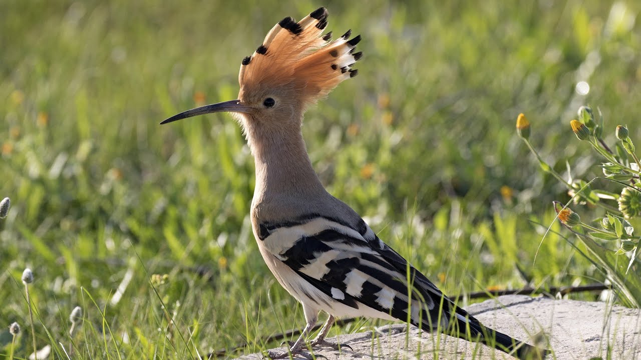 Top 50 curiozitati despre PUPAZA - YouTube