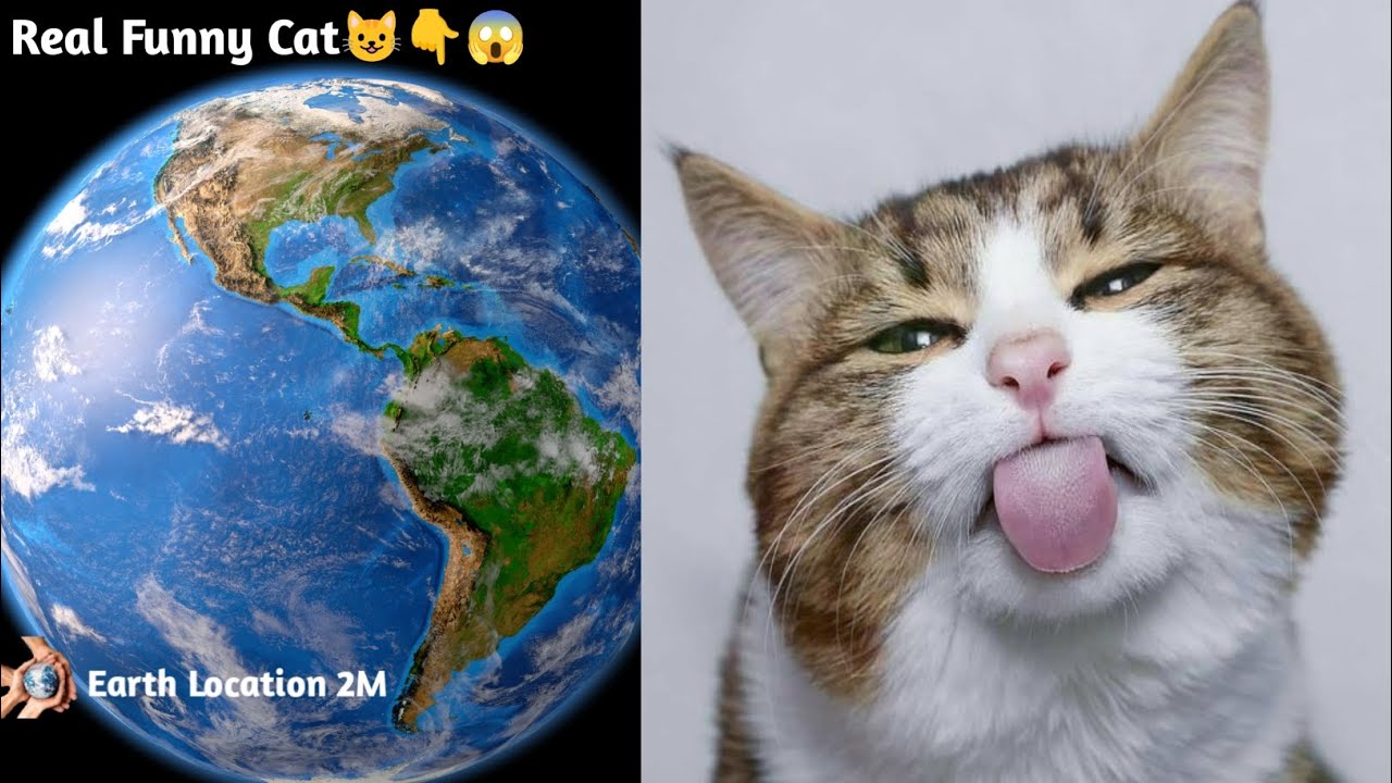 Real Funny Cat 🐈 on google map and google earth #earthlocation2m #short ...