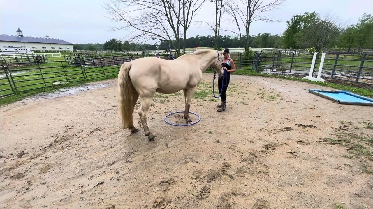 Horsin Around New England - Spring/Summer Series. “Front feet in and ...