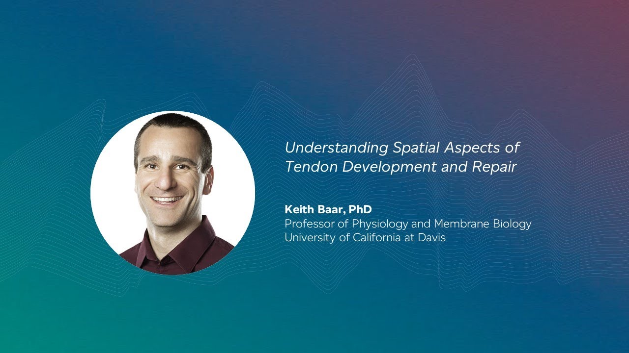 Understanding Spatial Aspects of Tendon Development and Repair | Keith ...