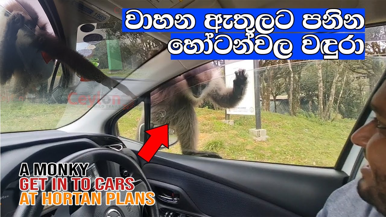 The Robber monkey try to get in to cars #attack #monkey #langer - YouTube
