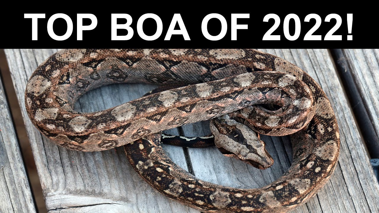 Brian Boas 2022 BOA of the YEAR! - YouTube