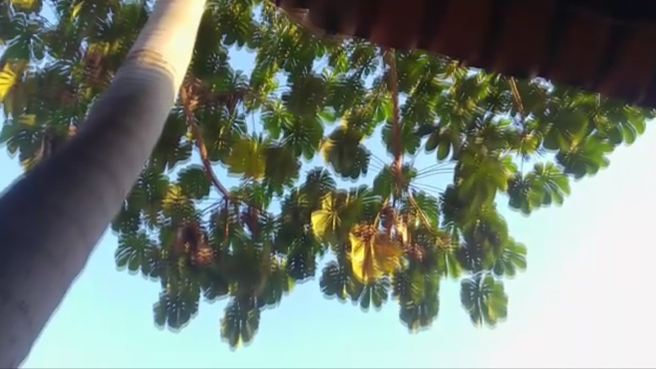 Você não imagina o que tem por trás dessa árvore - YouTube
