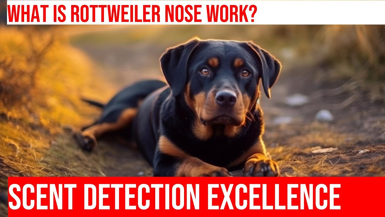 Rottweiler Nose Work Champions: Meet the Top Dogs! - YouTube