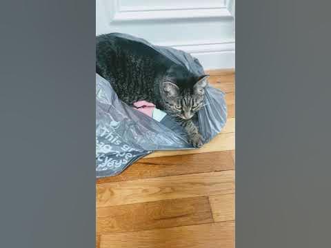 The cats in the bag - YouTube