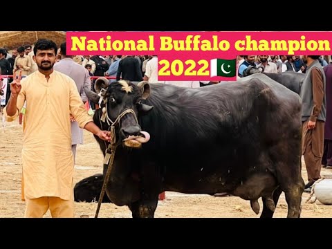 National Buffalo Champion 2022 || Rana Adeel || Bulls Selection ...