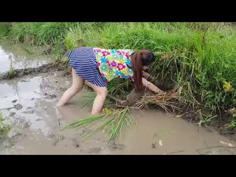 Mujeres buscan cangrejos o pescados de forma tradicional en Vietnam