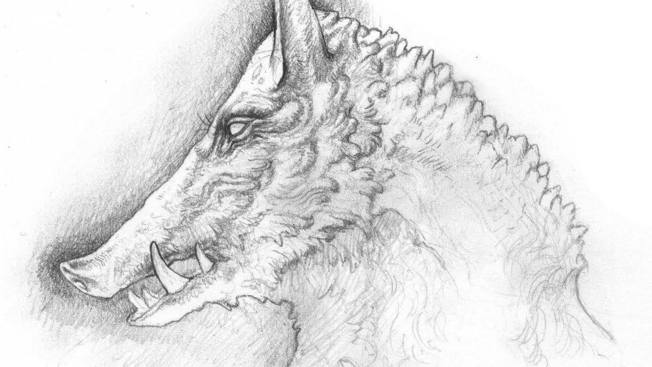 Timelapse: Boar Pencil Drawing - YouTube