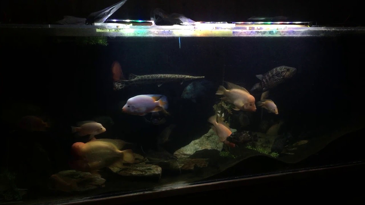 500 Gallon Monster Fish Tank - YouTube