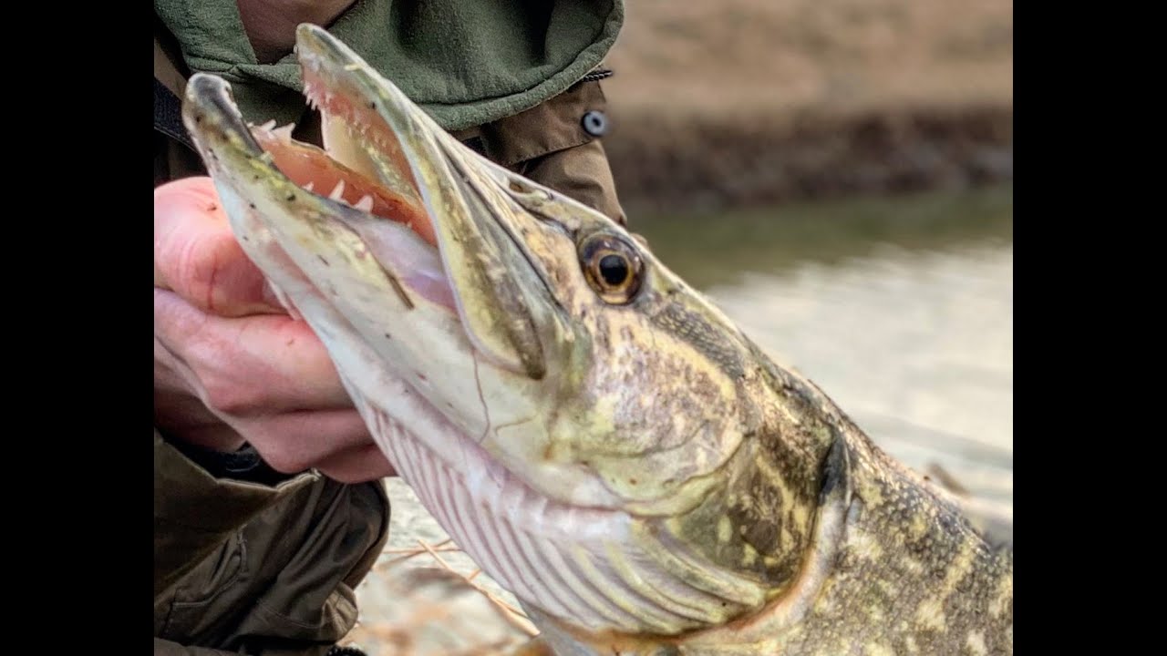 PIKE FISHING from a small river - MASSIVE bream caught on a LURE! - YouTube