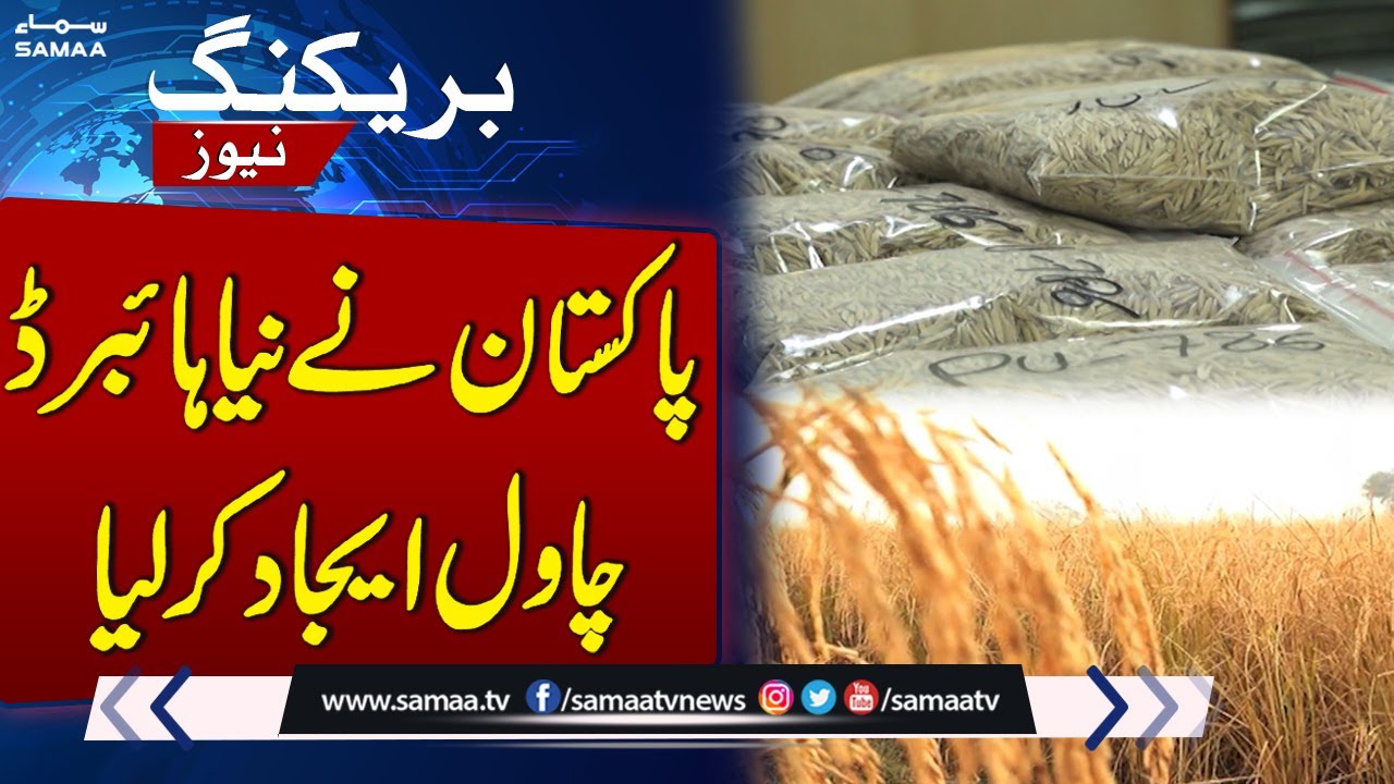 Pakistan Invented New Hybrid Rice | SAMAA TV - YouTube