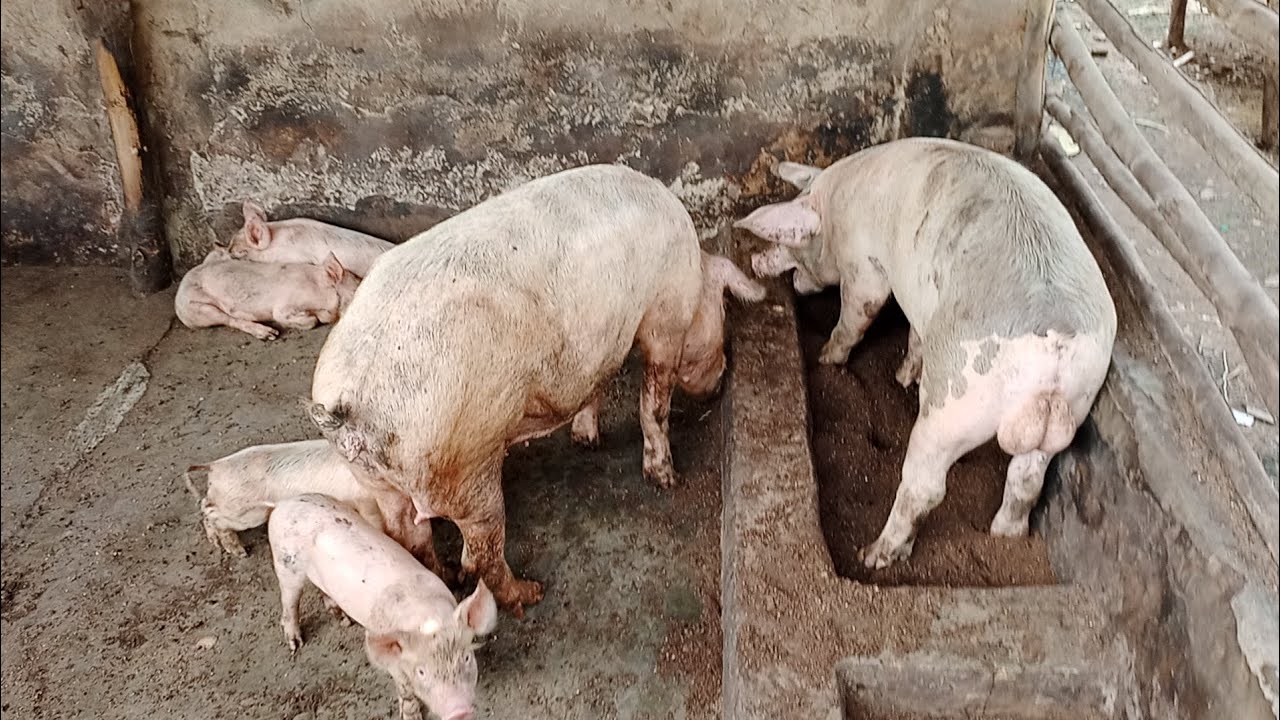 Exploring the Fascinating World of Different Pig Breeds!" 🐷🎥 # ...