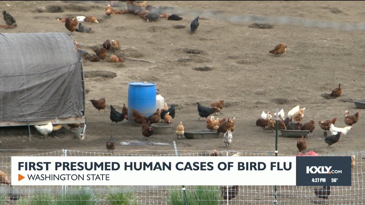 First presumed cases of human bird flu - YouTube