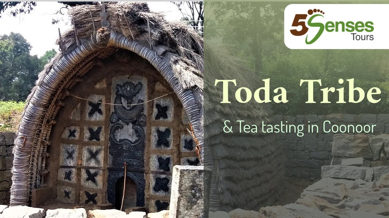 Toda tribe Nilgiris visit and tea tasting tour - YouTube