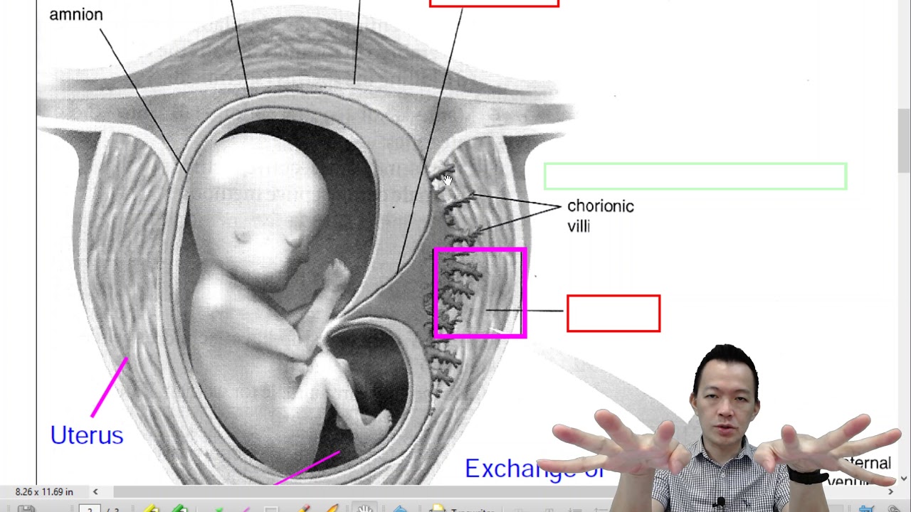 F5C4Bio Video18 Structure of Placenta - YouTube